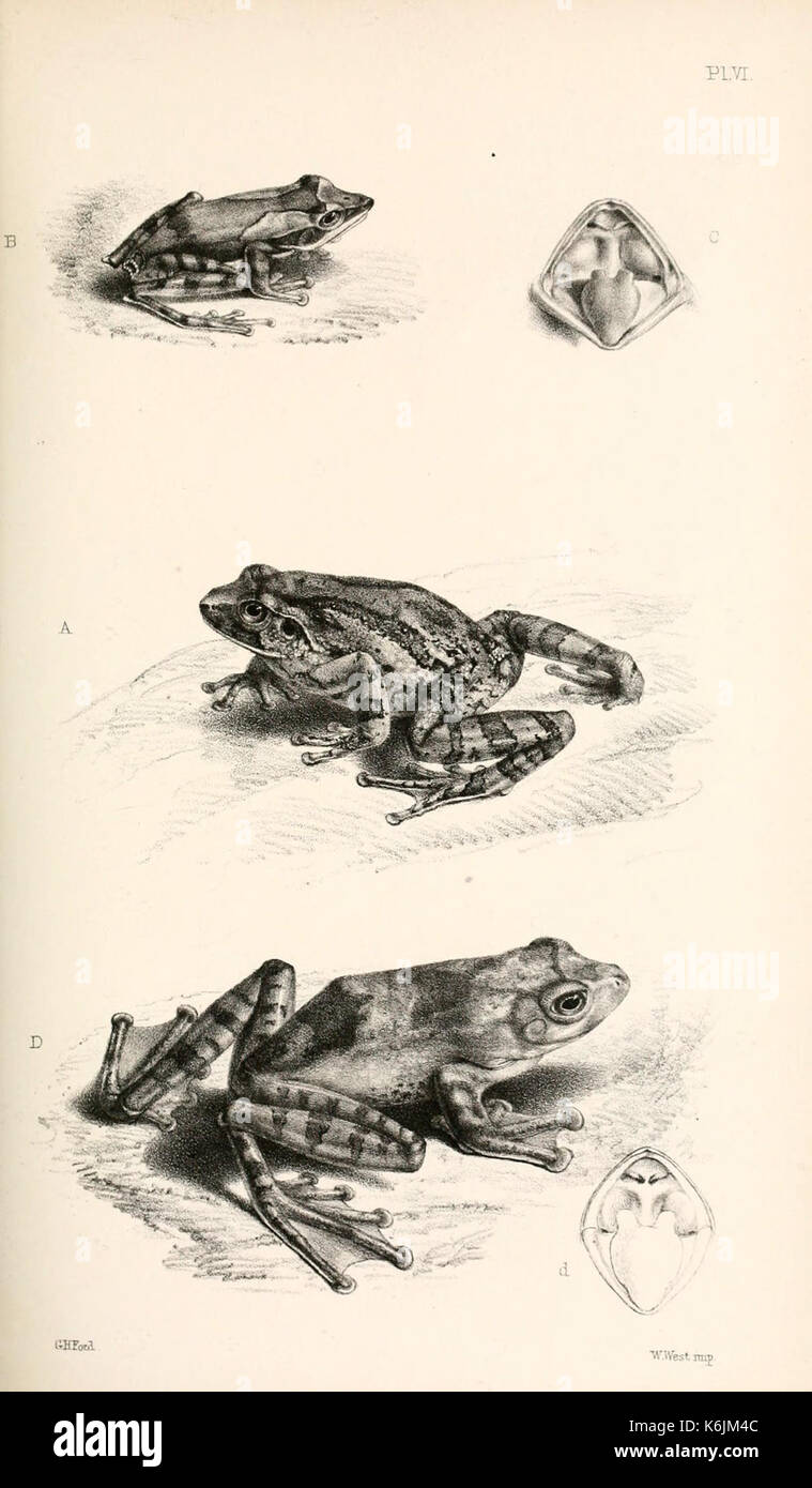 This catalog lists the species of Batrachia Salientia, amphibians ...