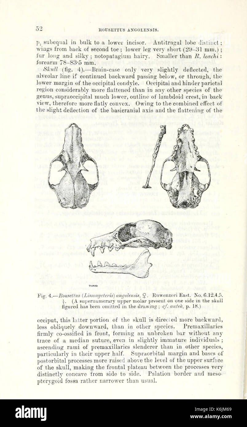 Chiroptera anatomy hi-res stock photography and images - Alamy