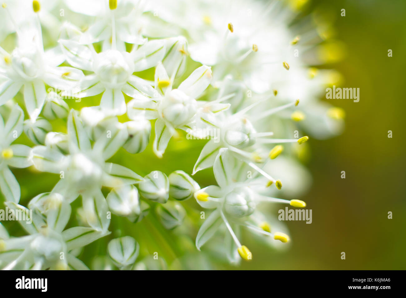 large garlic ball flower Stock Photo - Alamy