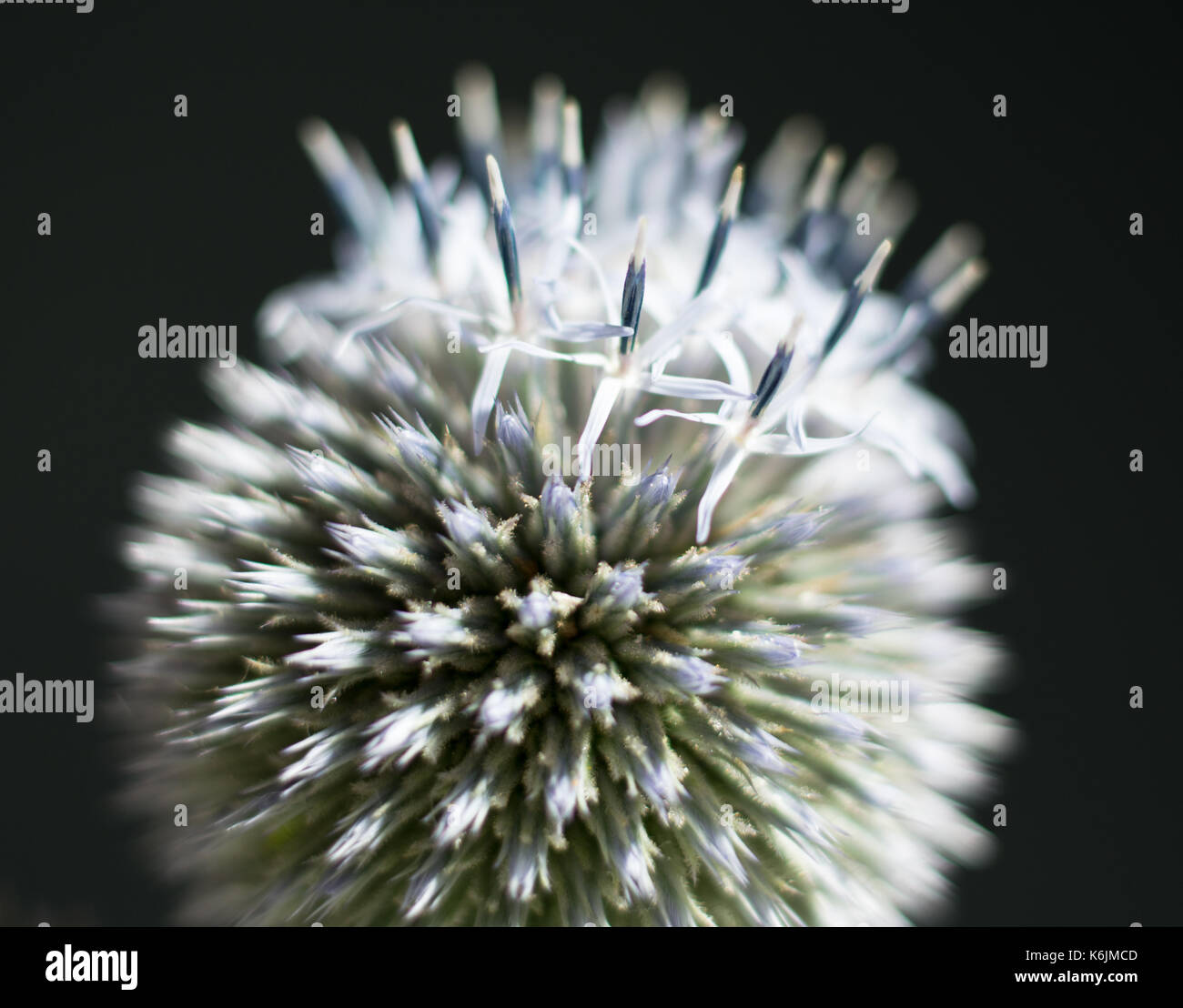Garlic ball hi-res stock photography and images - Alamy