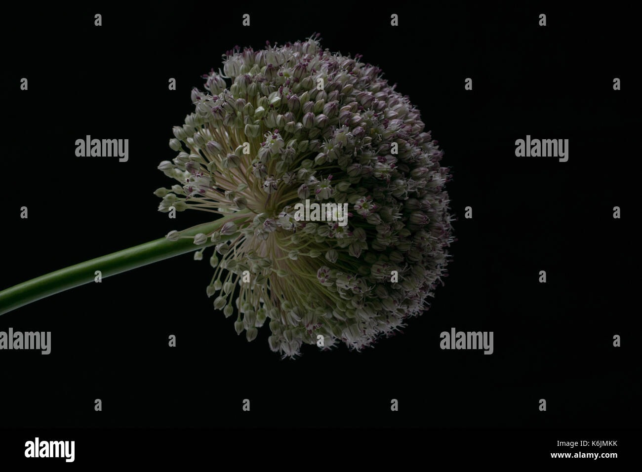 Garlic ball hi-res stock photography and images - Alamy