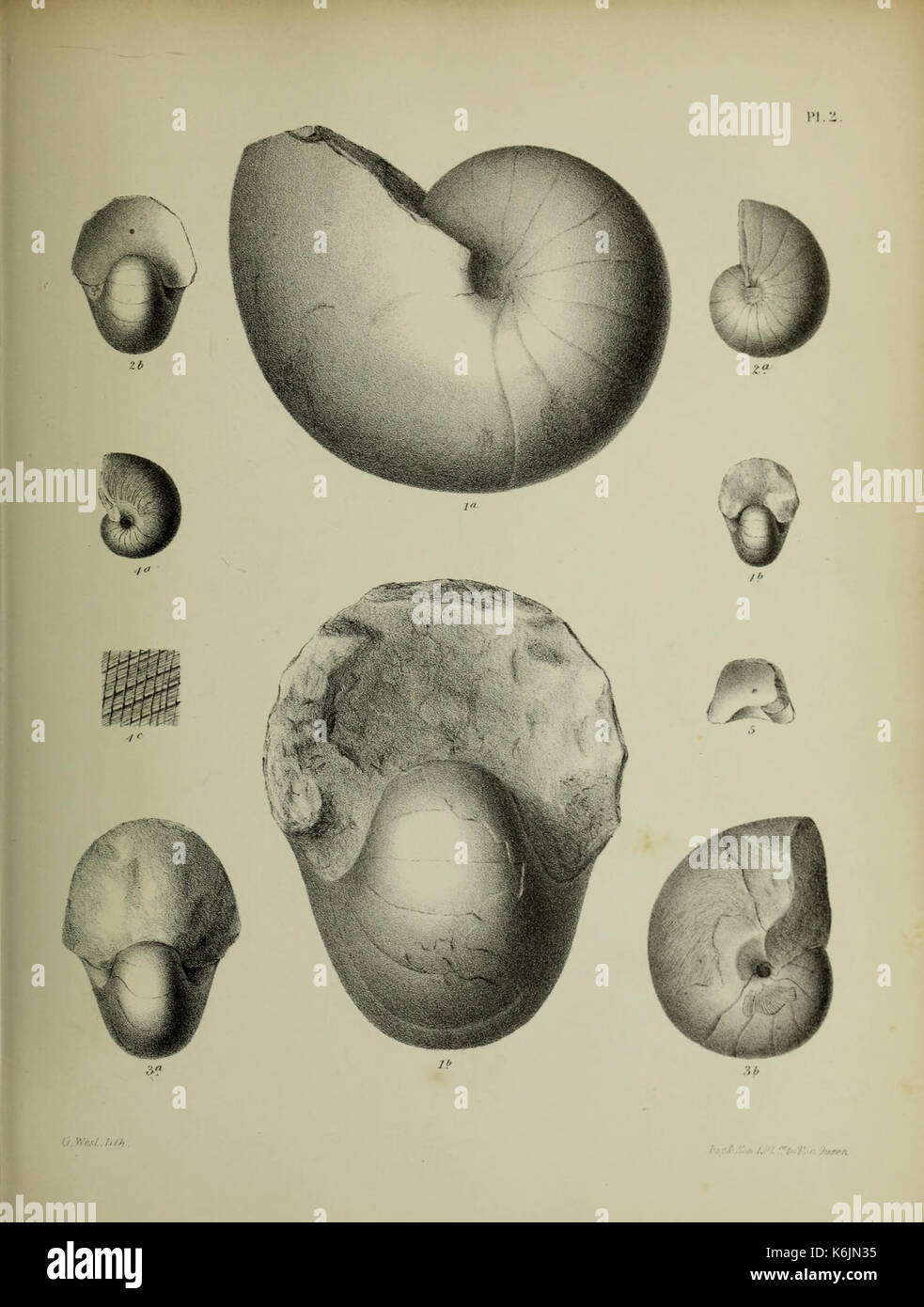 Description of the fossil remains of Mollusca found in the chalk of ...