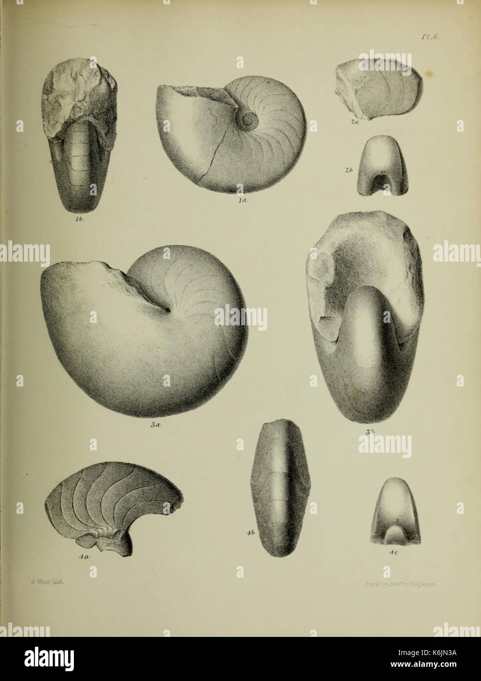 Description of the fossil remains of Mollusca found in the chalk of ...