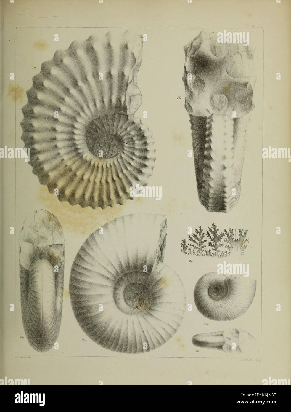 Description of the fossil remains of Mollusca found in the chalk of ...