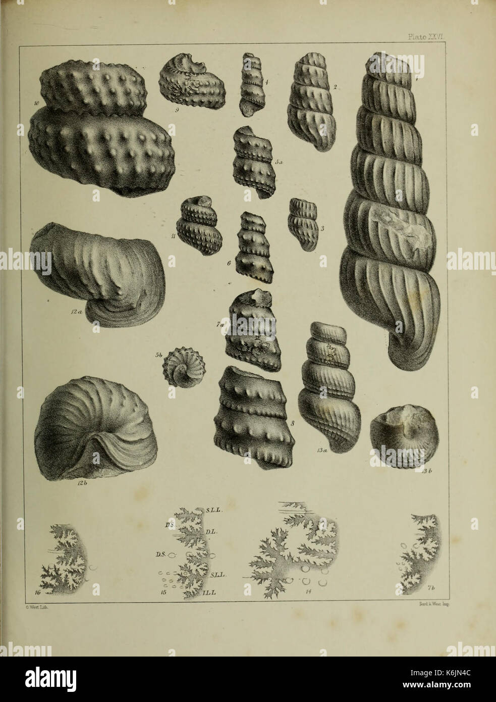 Description of the fossil remains of Mollusca found in the chalk of ...