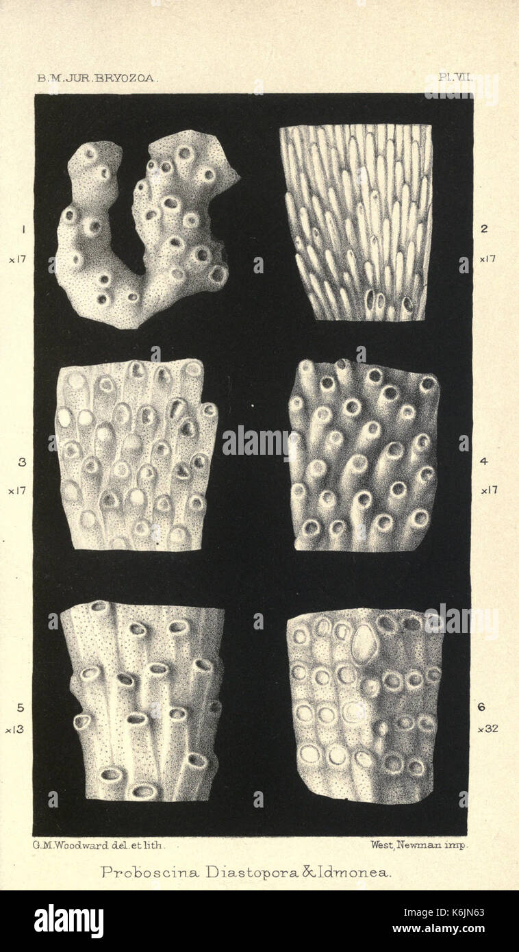 Bryozoa fossil hi-res stock photography and images - Alamy