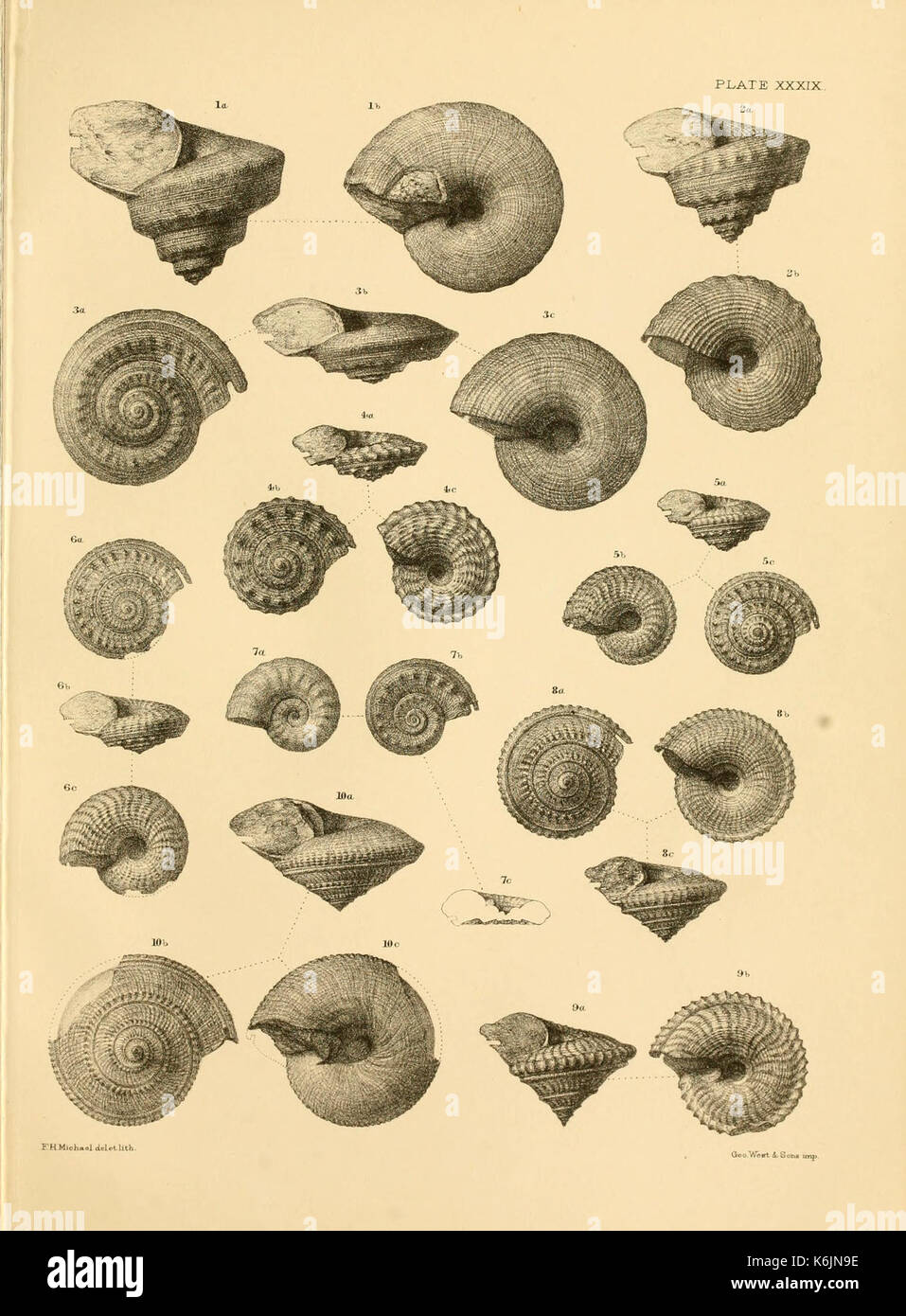 This refers to a scientific collection of British Jurassic gastropods ...