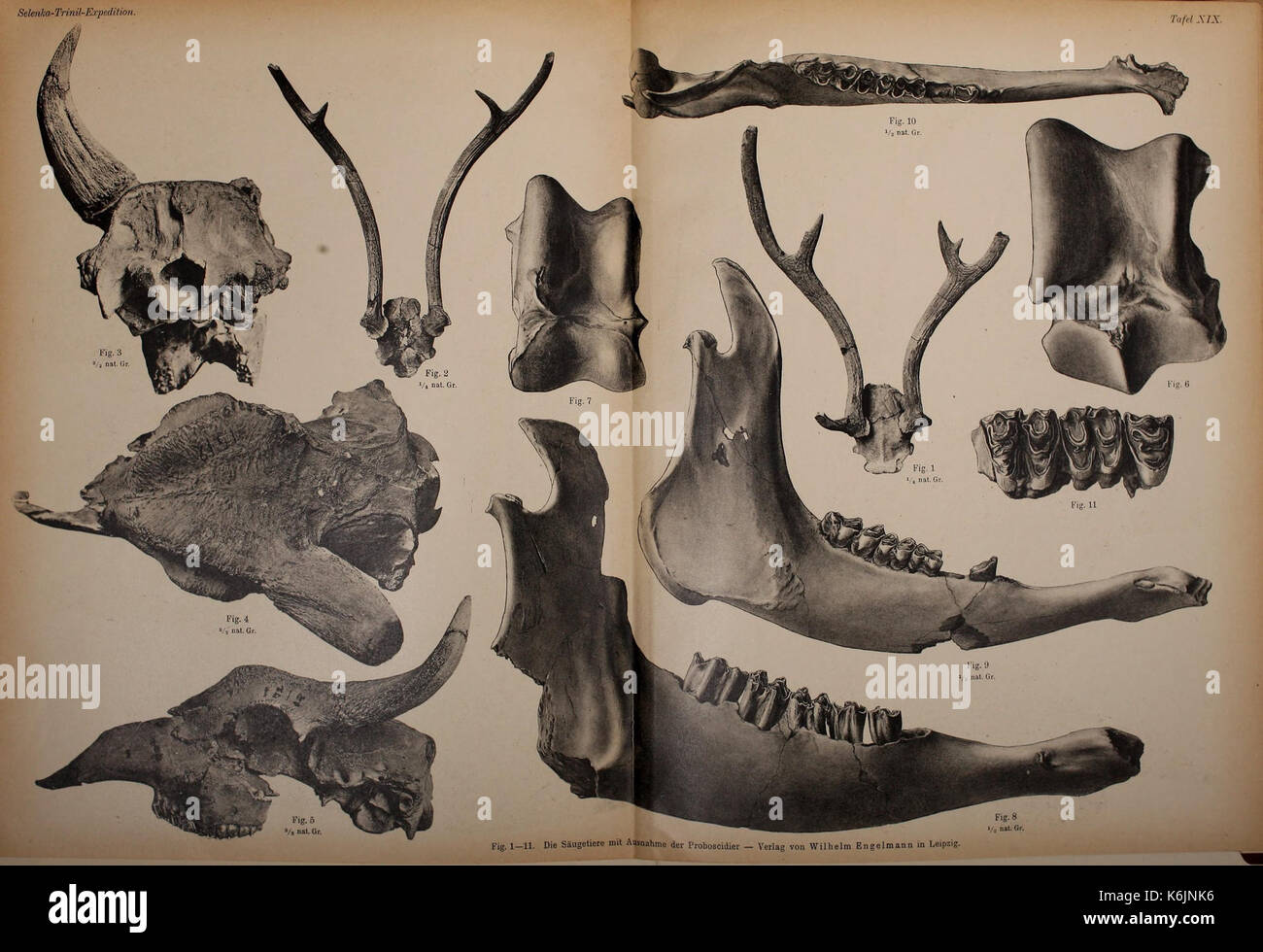 Pithecanthropus erectus hi-res stock photography and images - Alamy