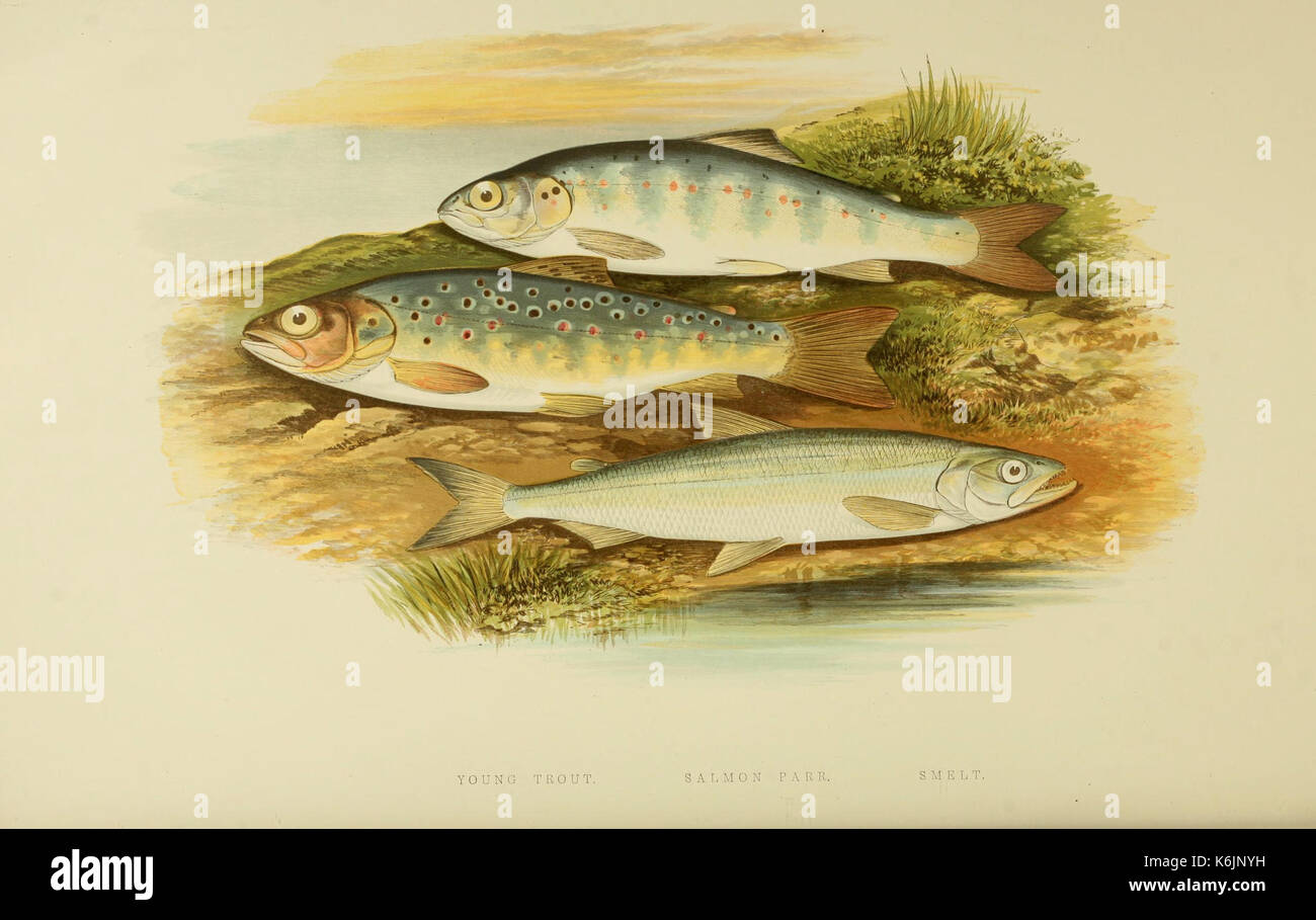 British fresh water fishes BHL6175096 Stock Photo - Alamy