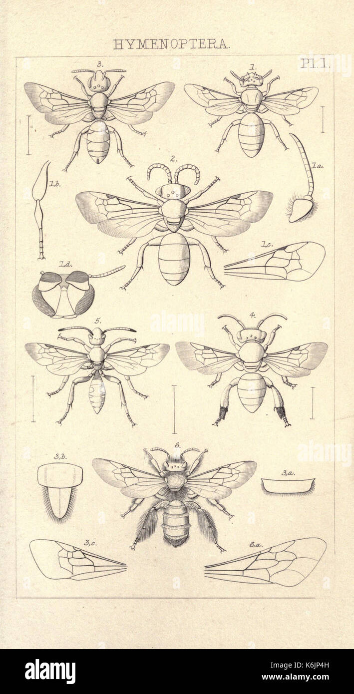 Catalogue of British Hymenoptera in the collection of the British ...