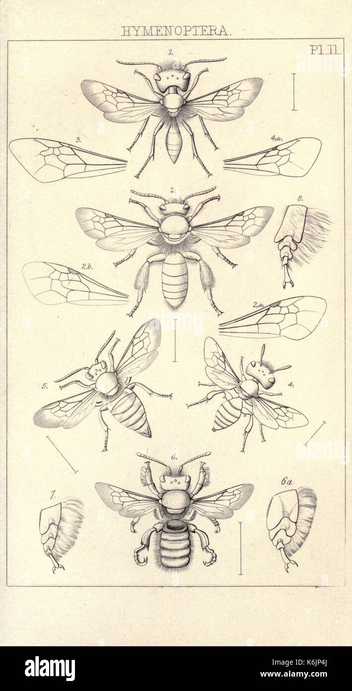 Catalogue of British Hymenoptera in the collection of the British ...