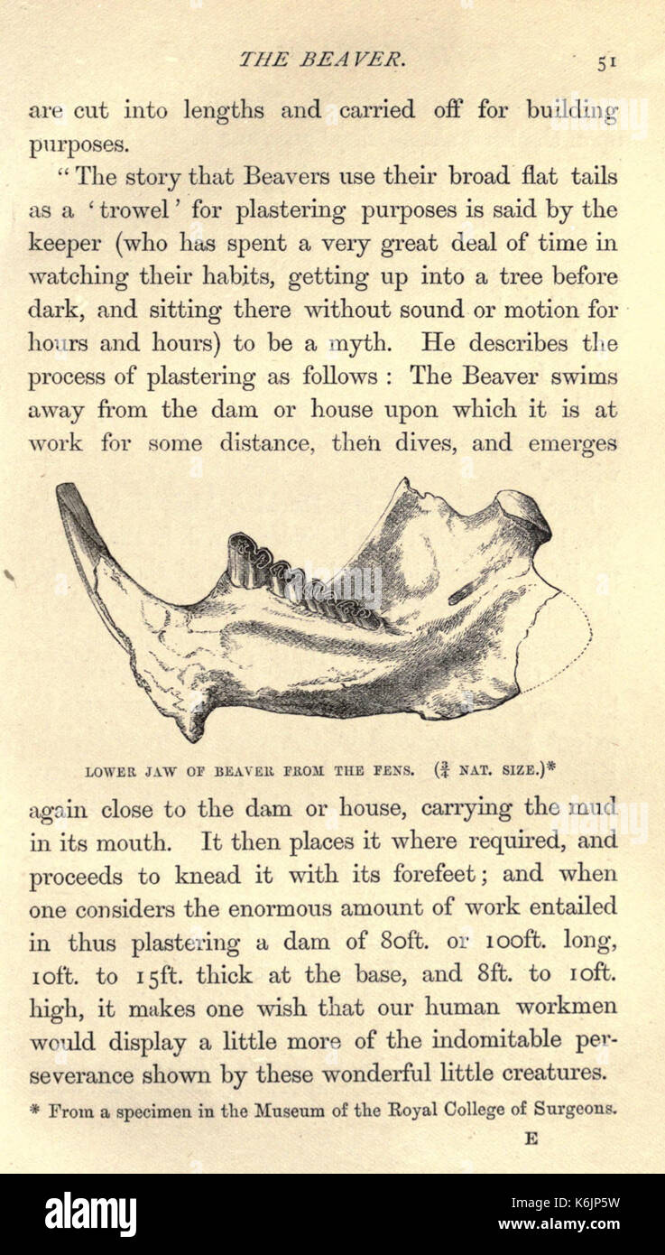 British animals extinct within historic times (Page 51) BHL17765490 ...