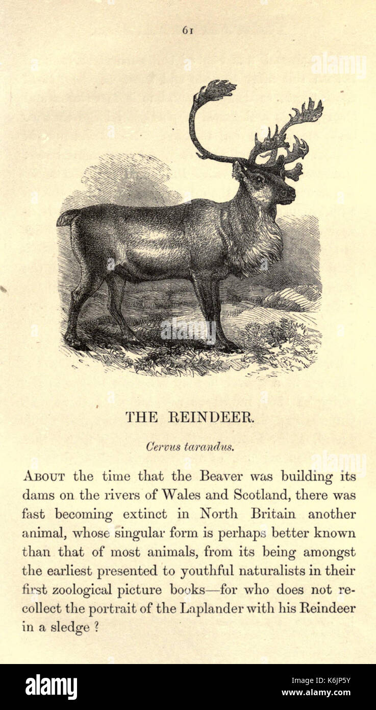 British animals extinct within historic times (Page 61) BHL17765500 ...
