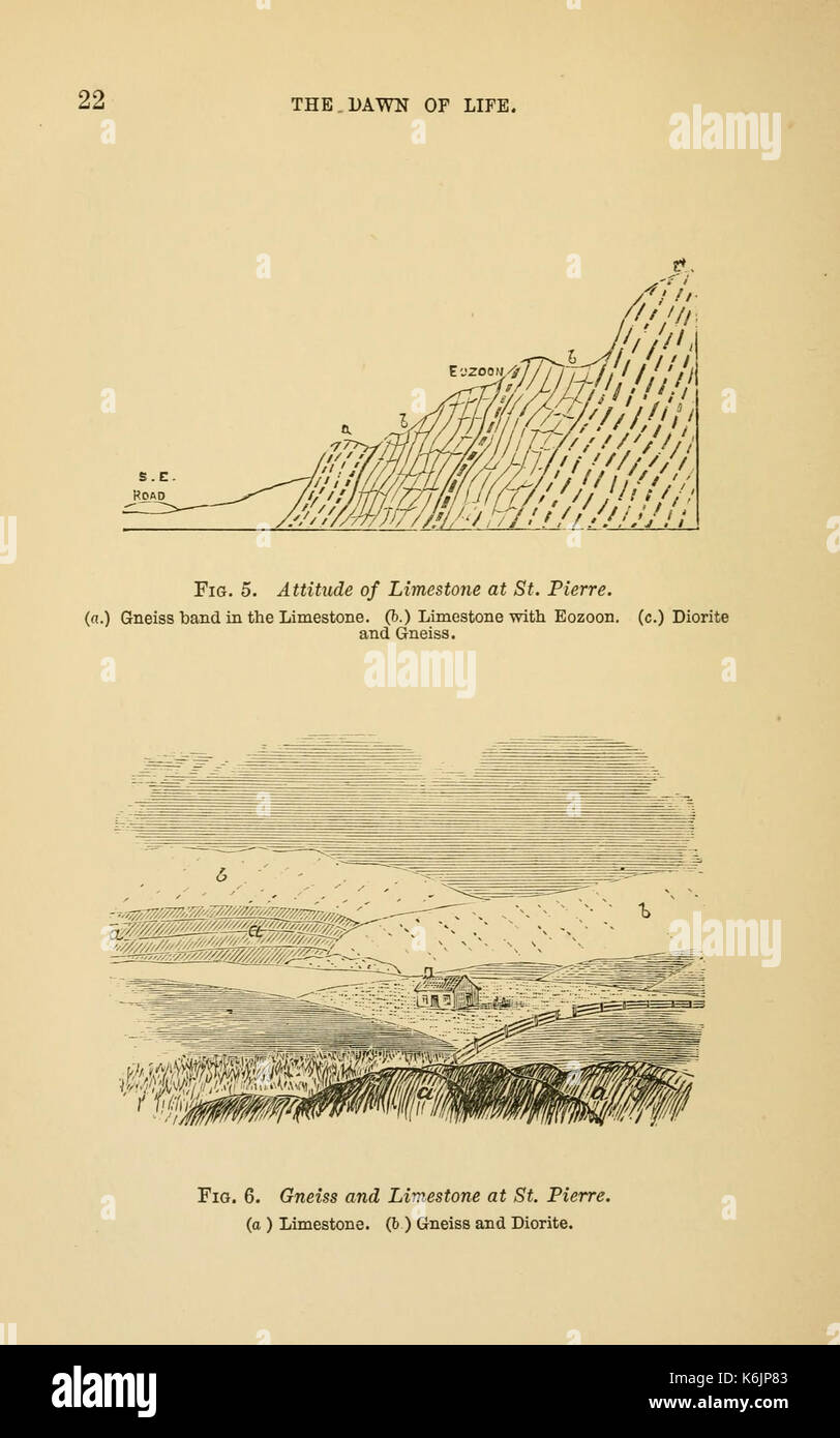 A scientific illustration depicting early life forms, showcasing key ...
