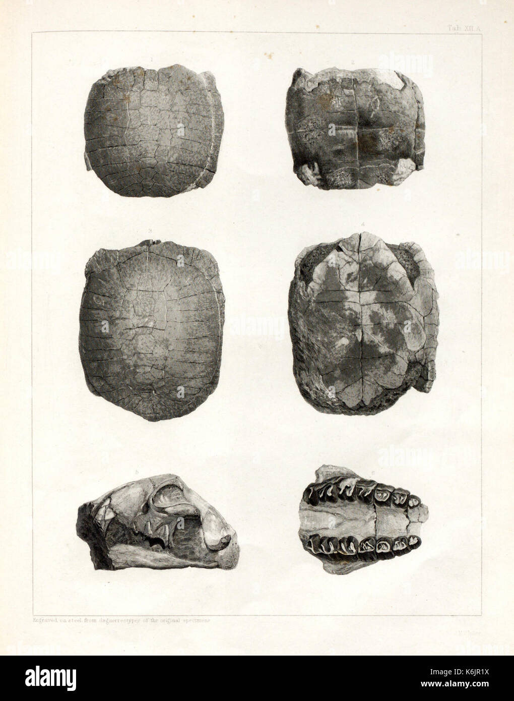 Description of the remains of extinct Mammalia and Chelonia, from ...