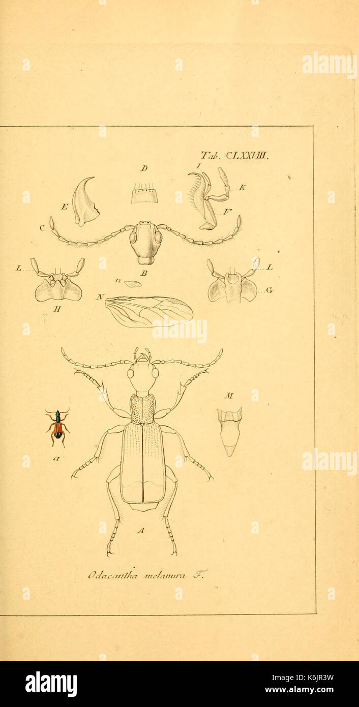 Insecten fauna hi-res stock photography and images - Alamy