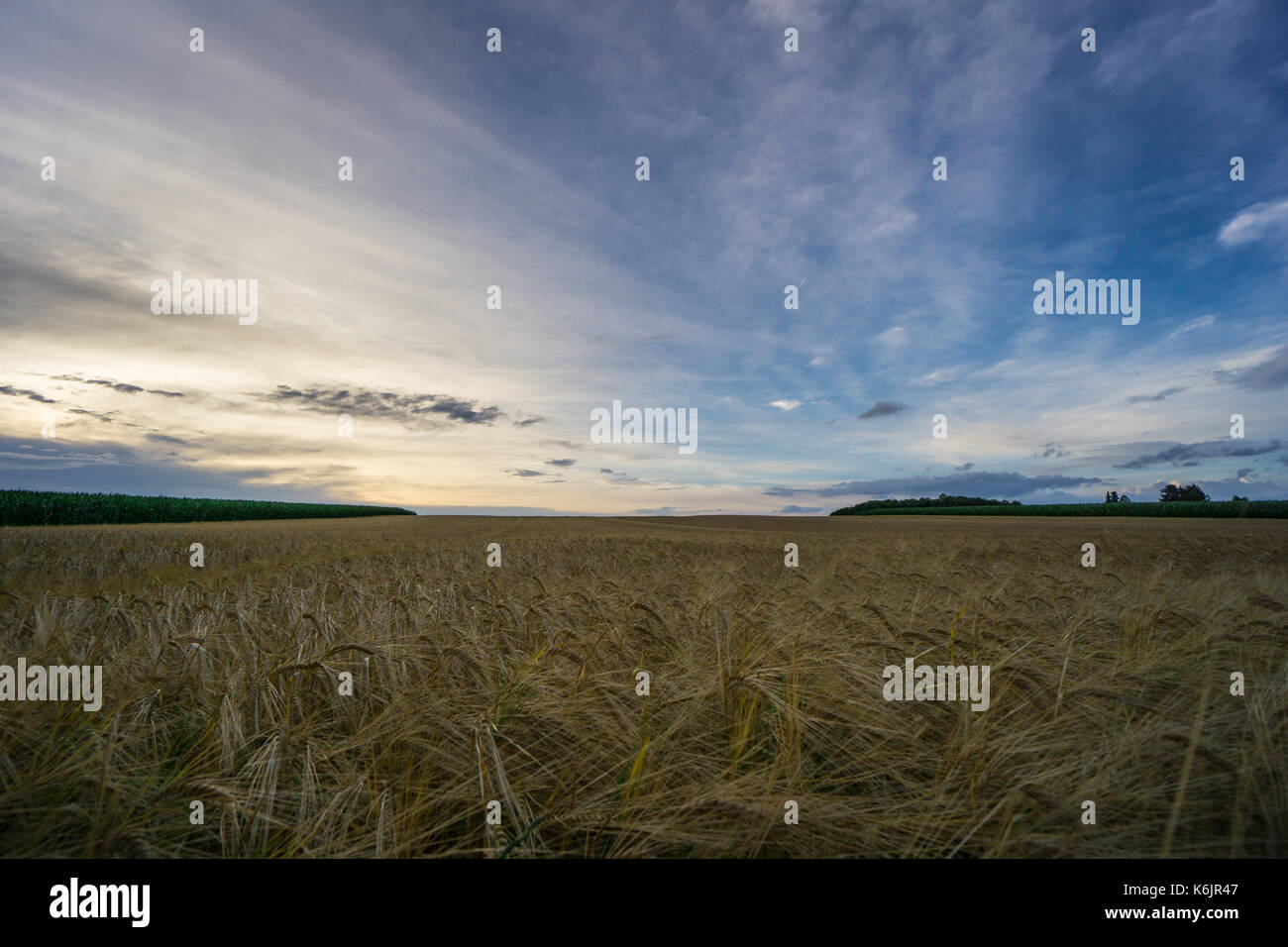 Endless corn field hi-res stock photography and images - Alamy