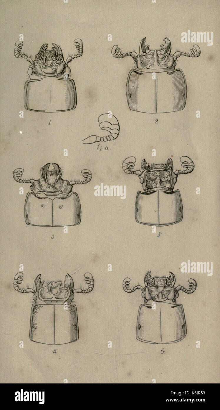 Catalogue of coleopterous insects in the collection of the British ...