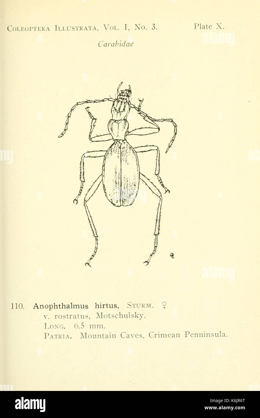 Detailed drawings of various beetle species hi-res stock photography ...