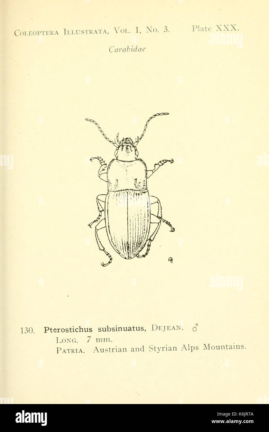 Coleoptera illustrata BHL9884517 Stock Photo - Alamy