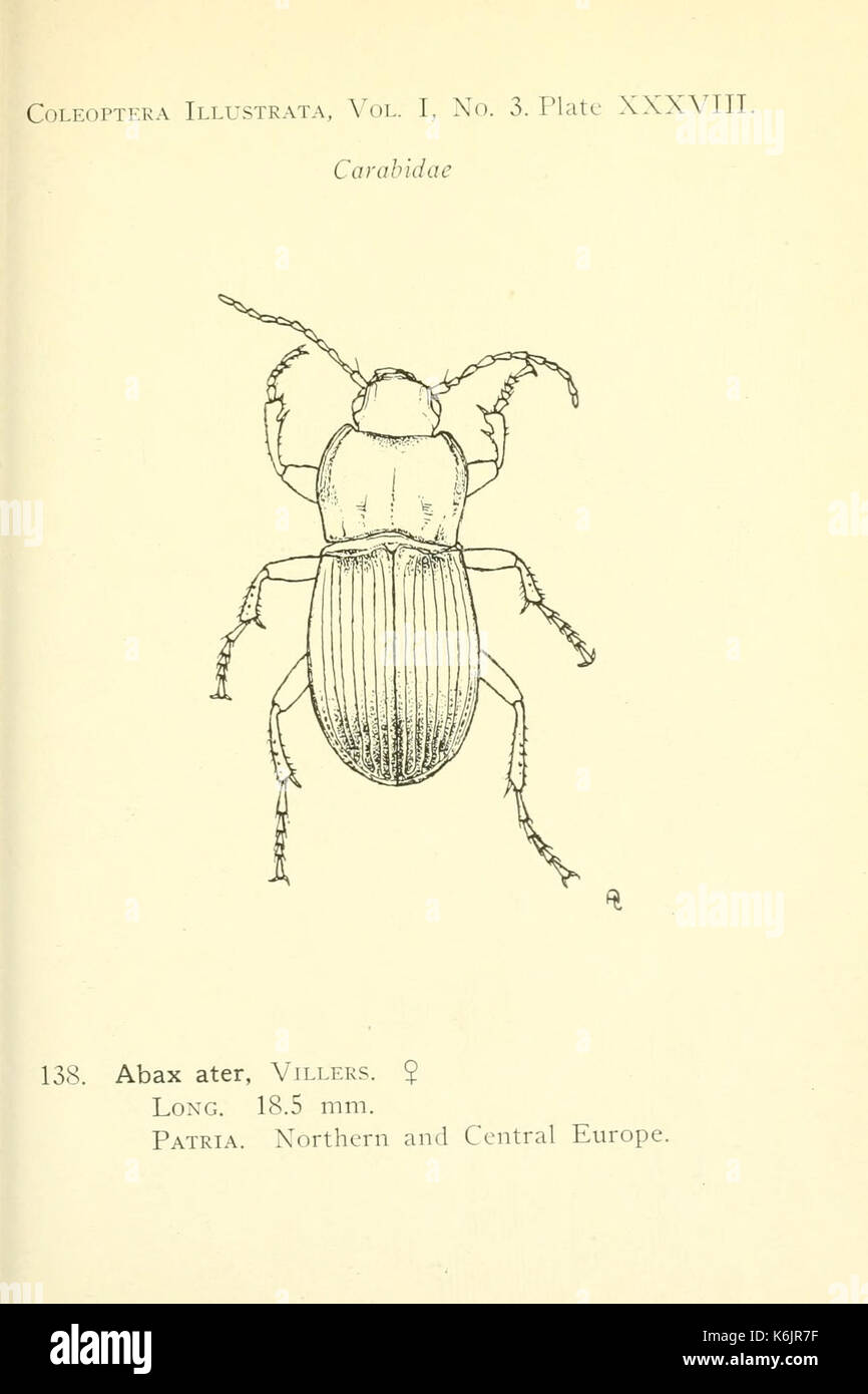 Coleoptera illustrata BHL9884533 Stock Photo - Alamy