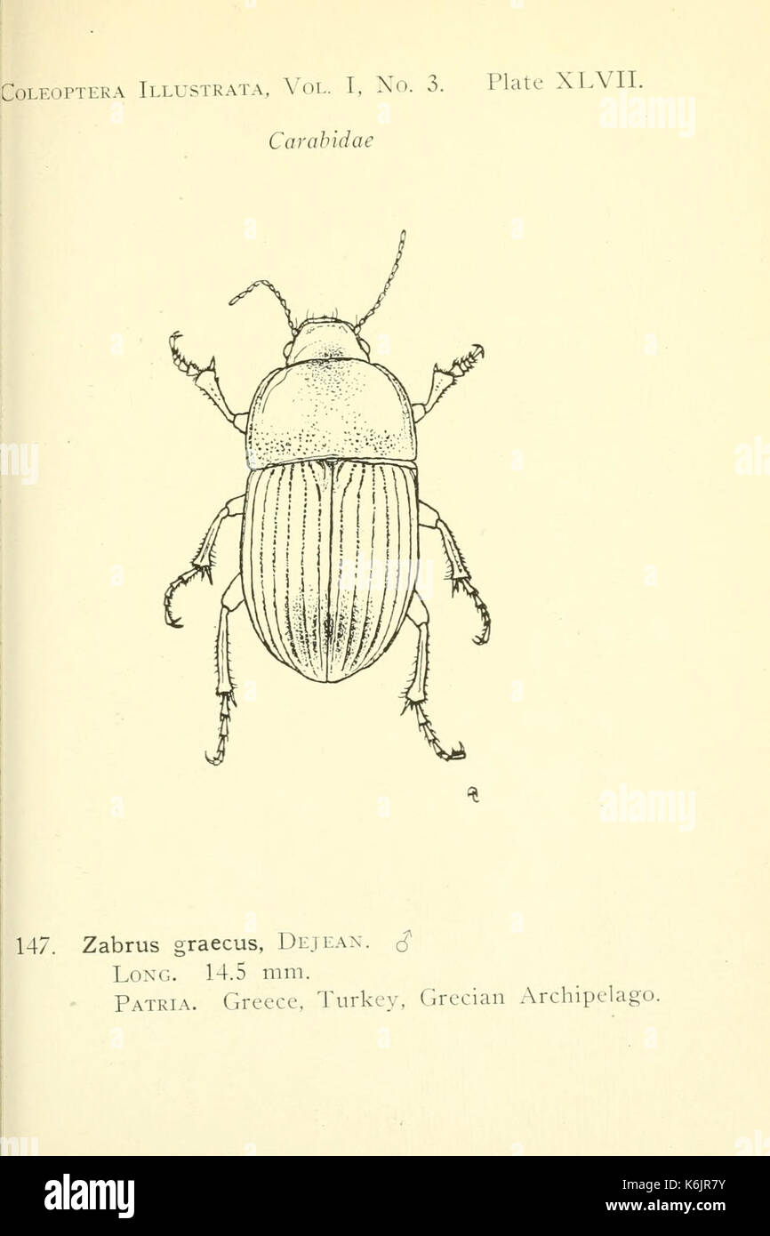 Coleoptera illustrata BHL9884551 Stock Photo - Alamy