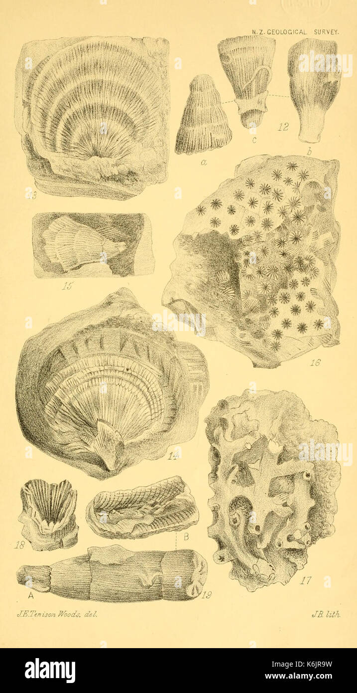 Neozoic hi-res stock photography and images - Alamy