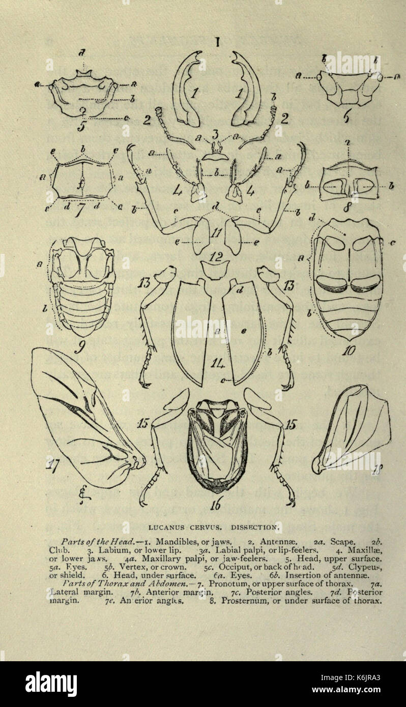 Common British insects selected from the typical beetles, moths, and ...