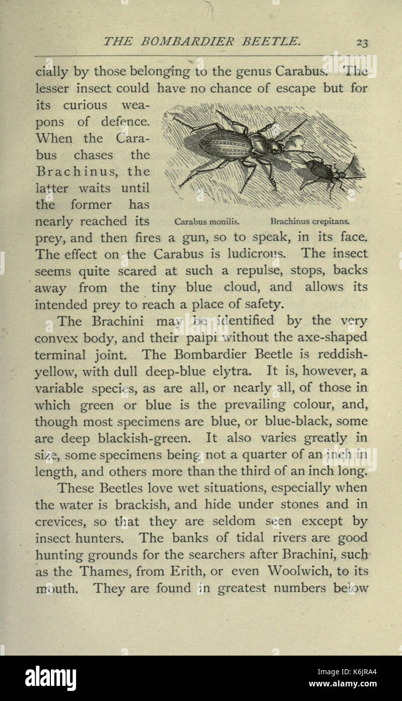 Common British insects selected from the typical beetles, moths, and ...