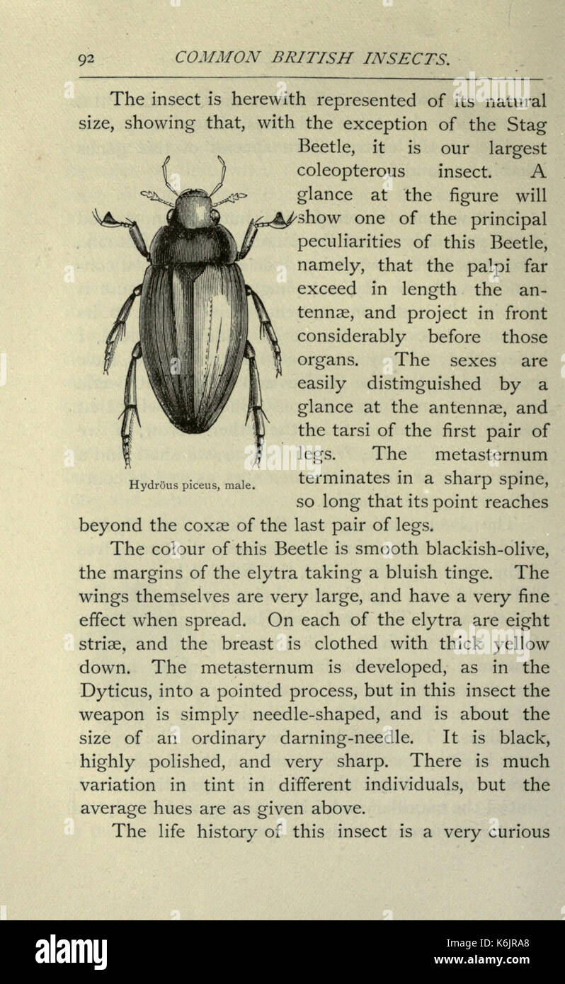 Common British insects selected from the typical beetles, moths, and ...