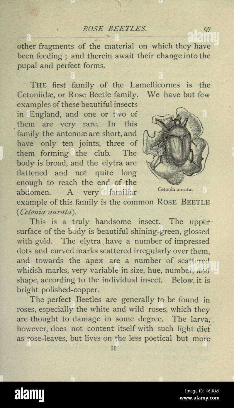 Common British insects selected from the typical beetles, moths, and ...