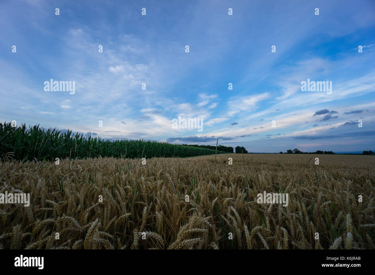 Germany - Wheat field next to corn field at dawn with blue sky in ...