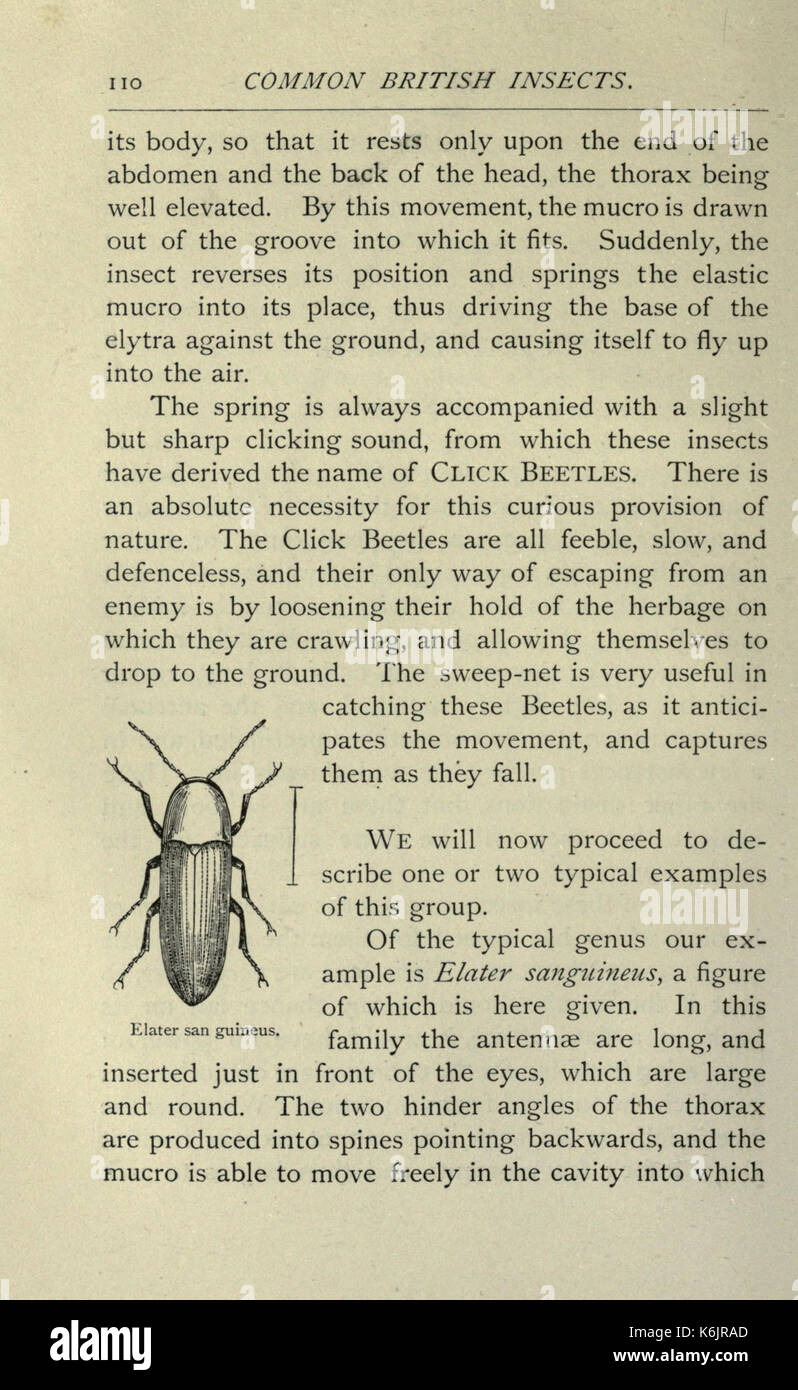 Common British insects selected from the typical beetles, moths, and ...