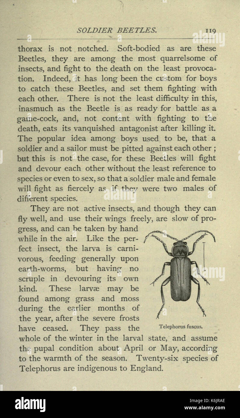 Common British insects selected from the typical beetles, moths, and ...