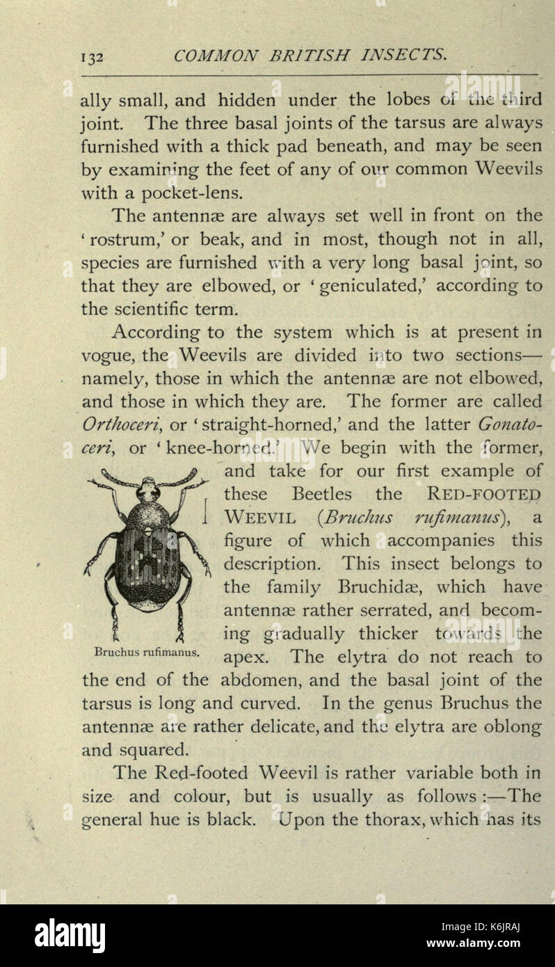 Common British insects selected from the typical beetles, moths, and ...