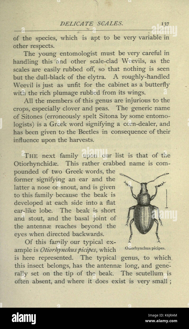 Common British insects selected from the typical beetles, moths, and ...