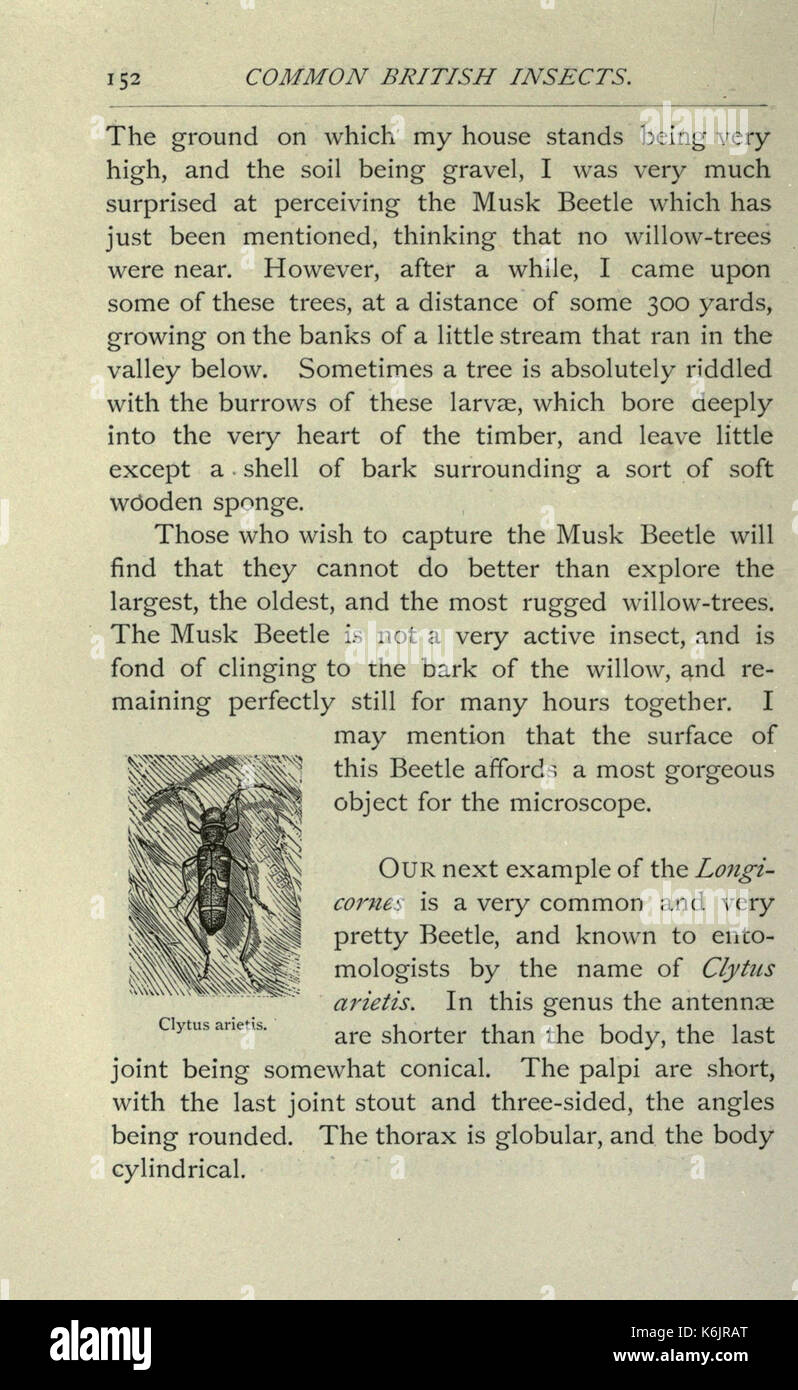 Common British insects selected from the typical beetles, moths, and ...