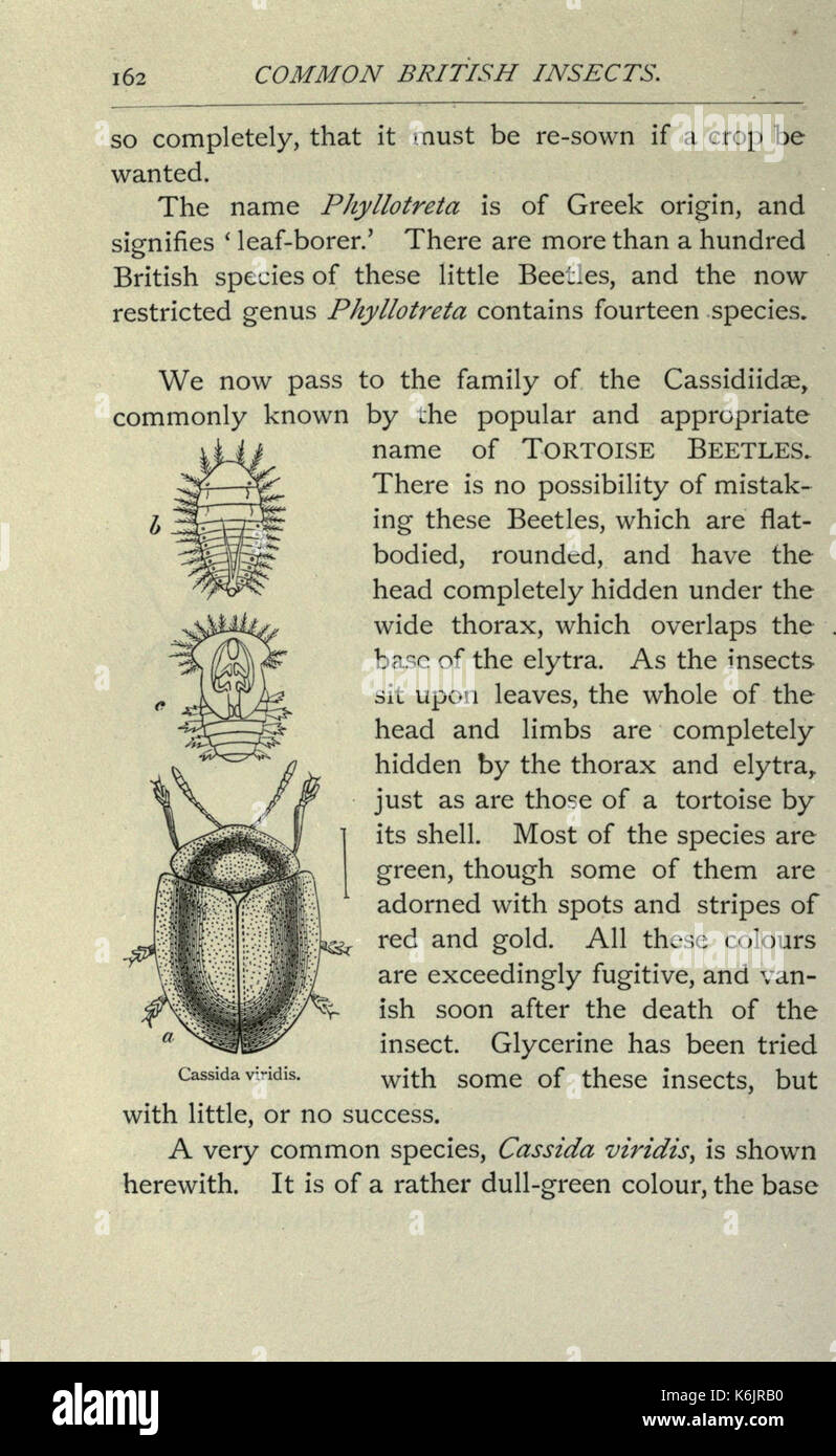 Common British insects selected from the typical beetles, moths, and ...