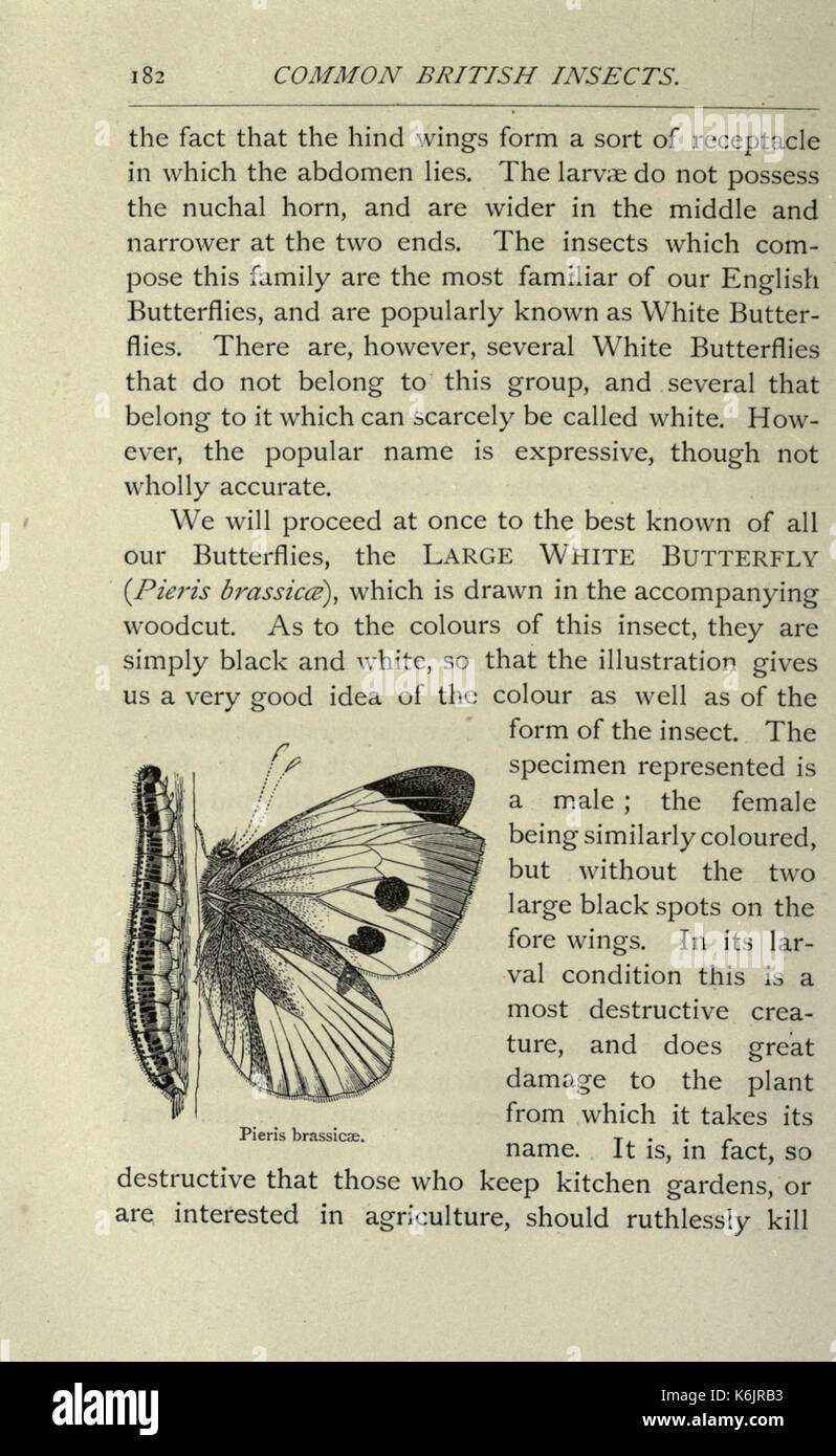 Common British insects selected from the typical beetles, moths, and ...