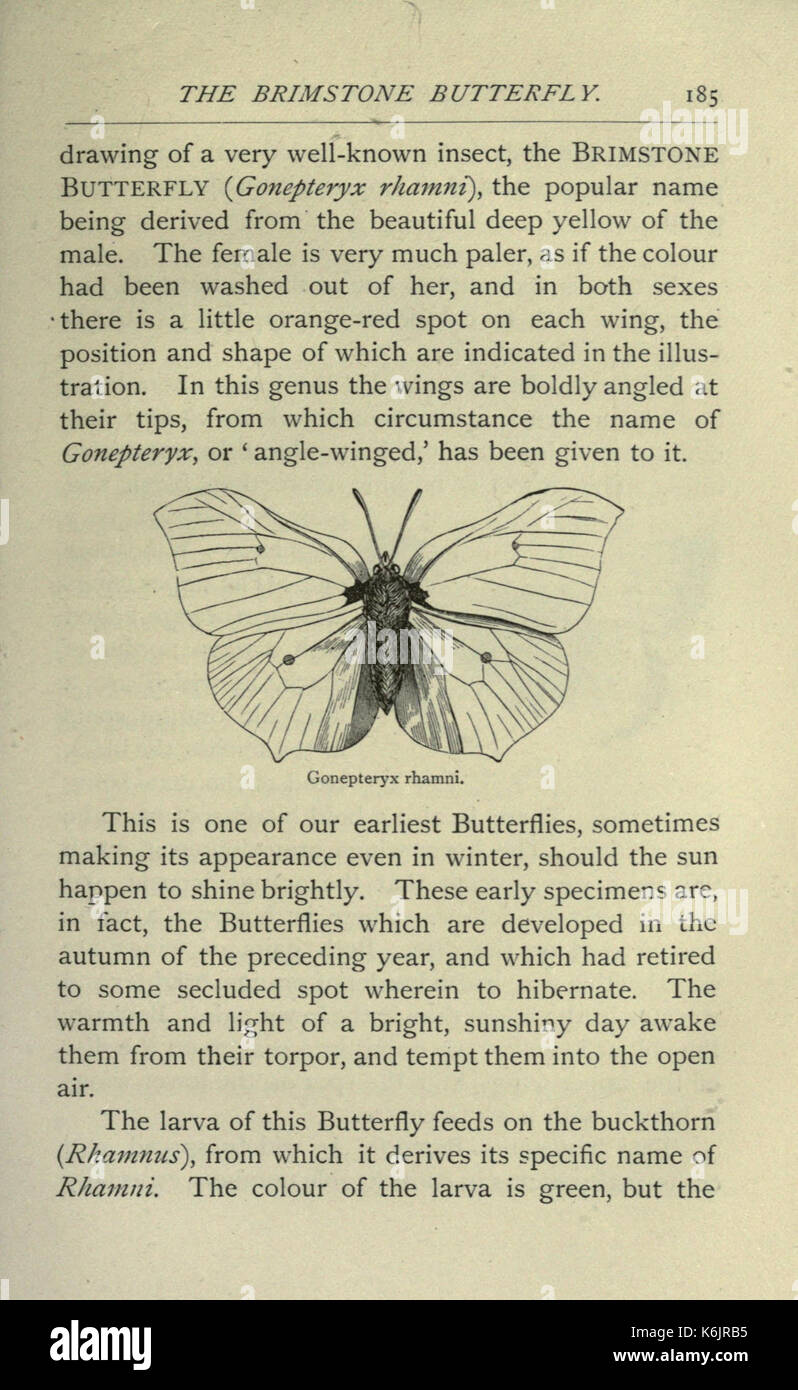 Common British insects selected from the typical beetles, moths, and ...