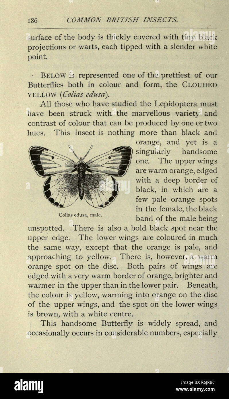 Common British insects selected from the typical beetles, moths, and ...