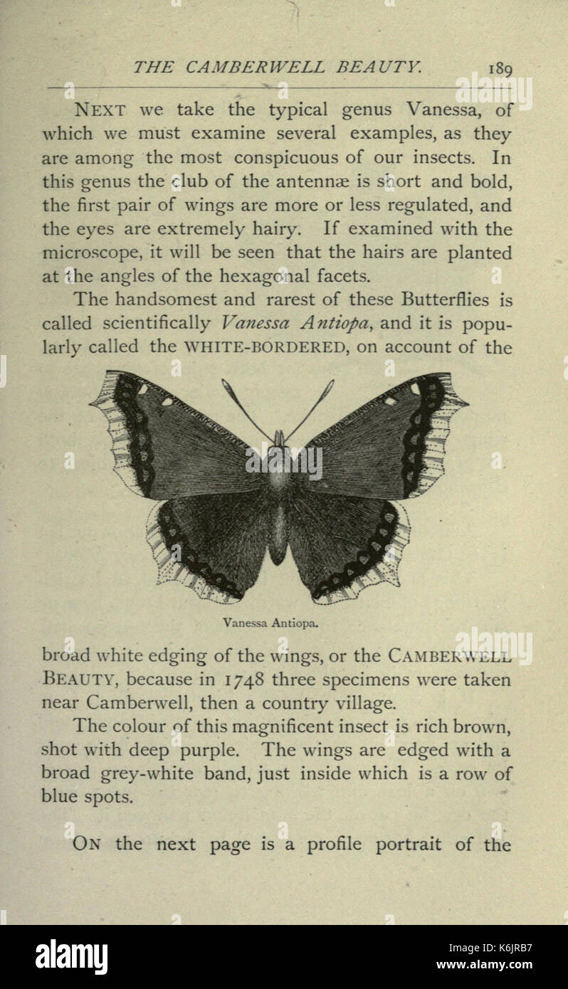 Common British insects selected from the typical beetles, moths, and ...