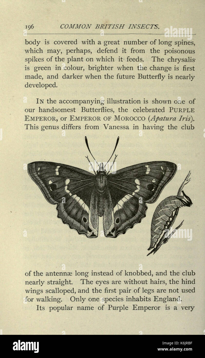 Common British insects selected from the typical beetles, moths, and ...