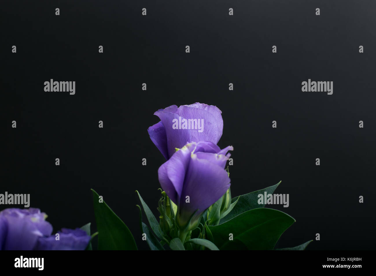 violet eustoma flowers at the window sill Stock Photo - Alamy