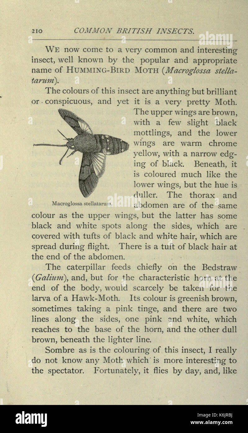 Common British insects selected from the typical beetles, moths, and ...
