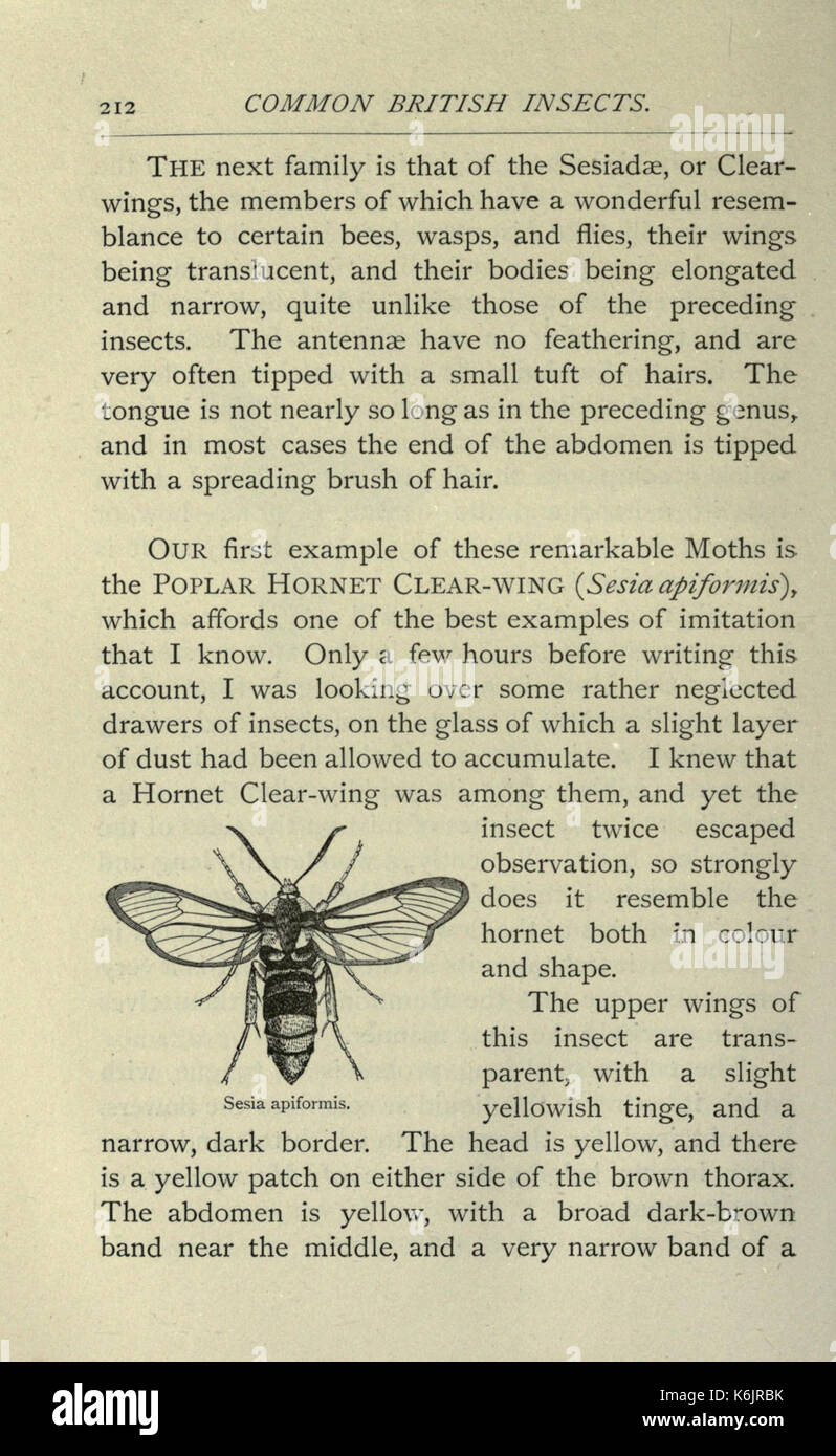 Common British insects selected from the typical beetles, moths, and ...