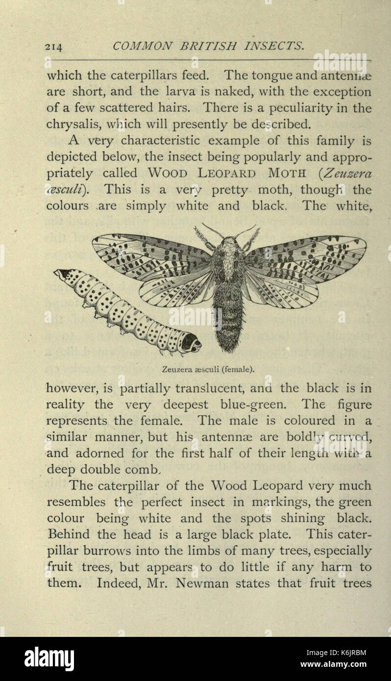 Common British insects selected from the typical beetles, moths, and ...