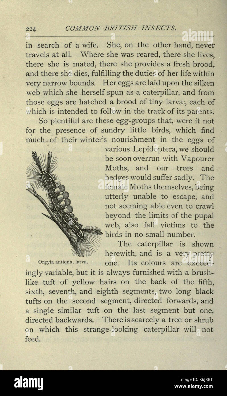 Common British insects selected from the typical beetles, moths, and ...