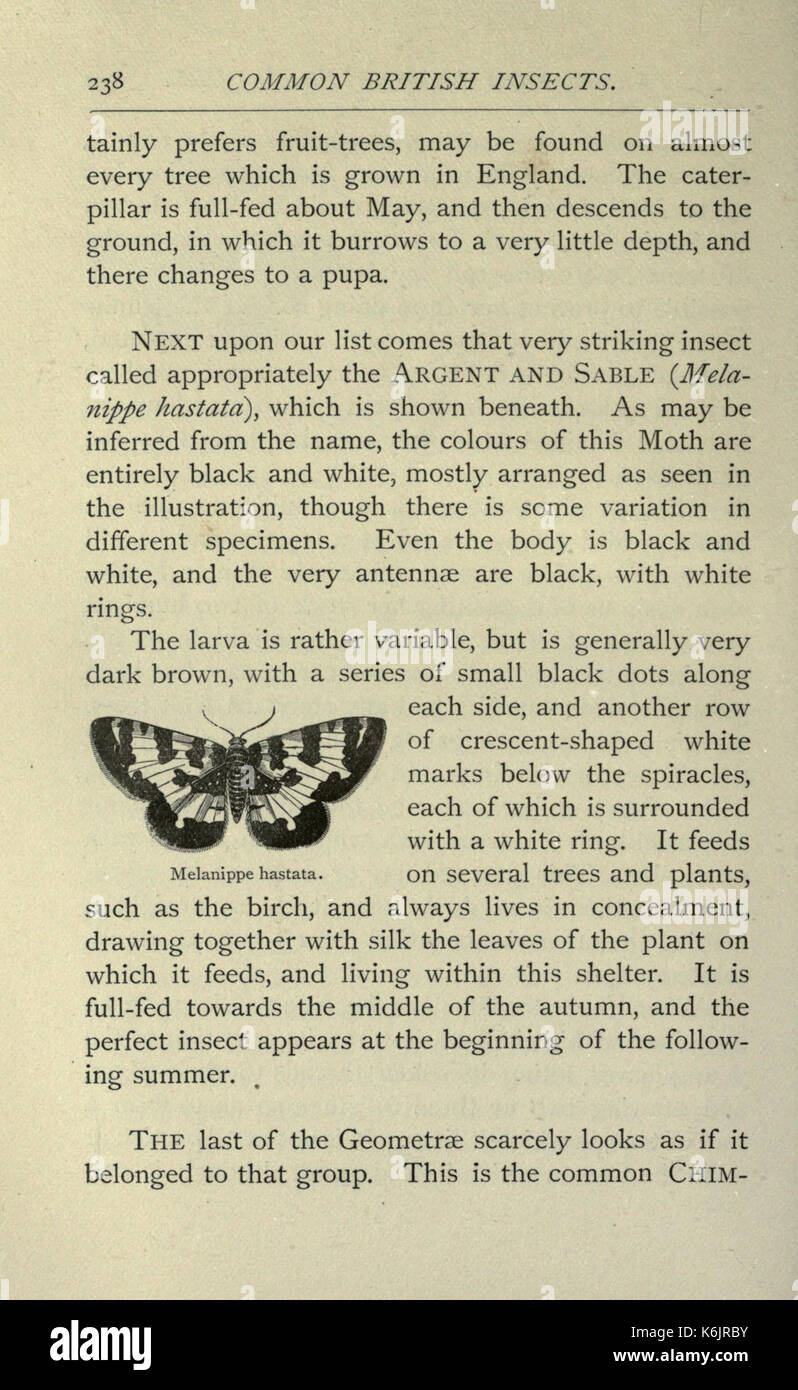 Common British insects selected from the typical beetles, moths, and ...