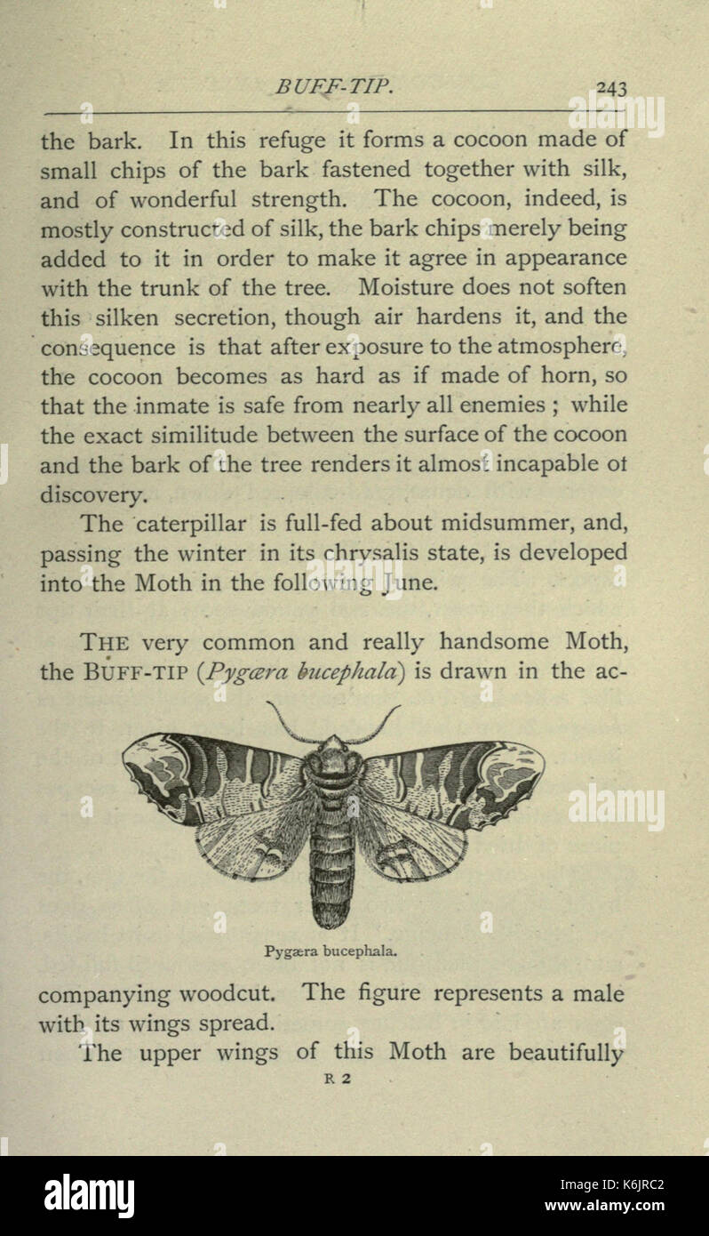An illustration featuring common British insects, including beetles ...